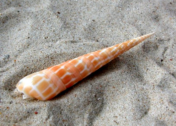 弓舌总科 Toxoglossa 蓝色动物学（中国动物学科普）